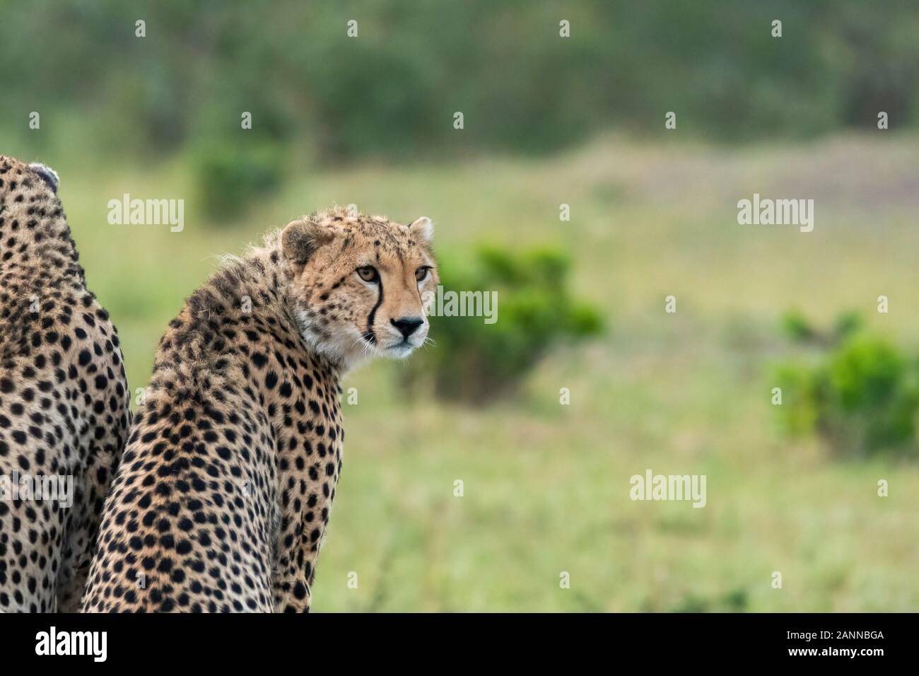 A group of Cheetahs relaxing in the plains and grooming each other ...