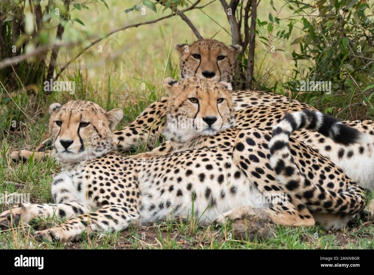 A group of Cheetahs relaxing in the plains and grooming each other ...