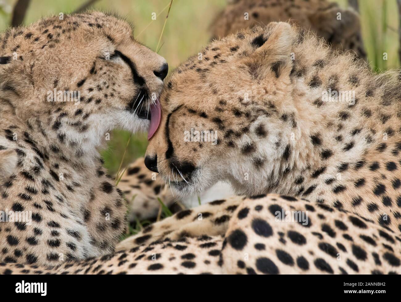 A group of Cheetahs relaxing in the plains and grooming each other ...