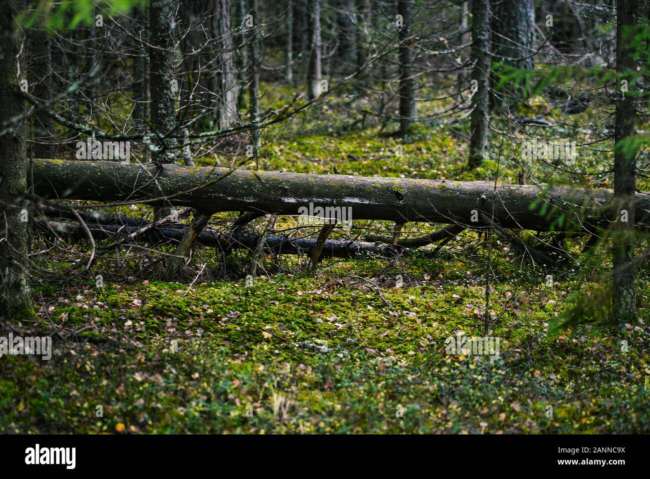 Fallen tree in the forest. Green moss and green plants grow in a wild ...