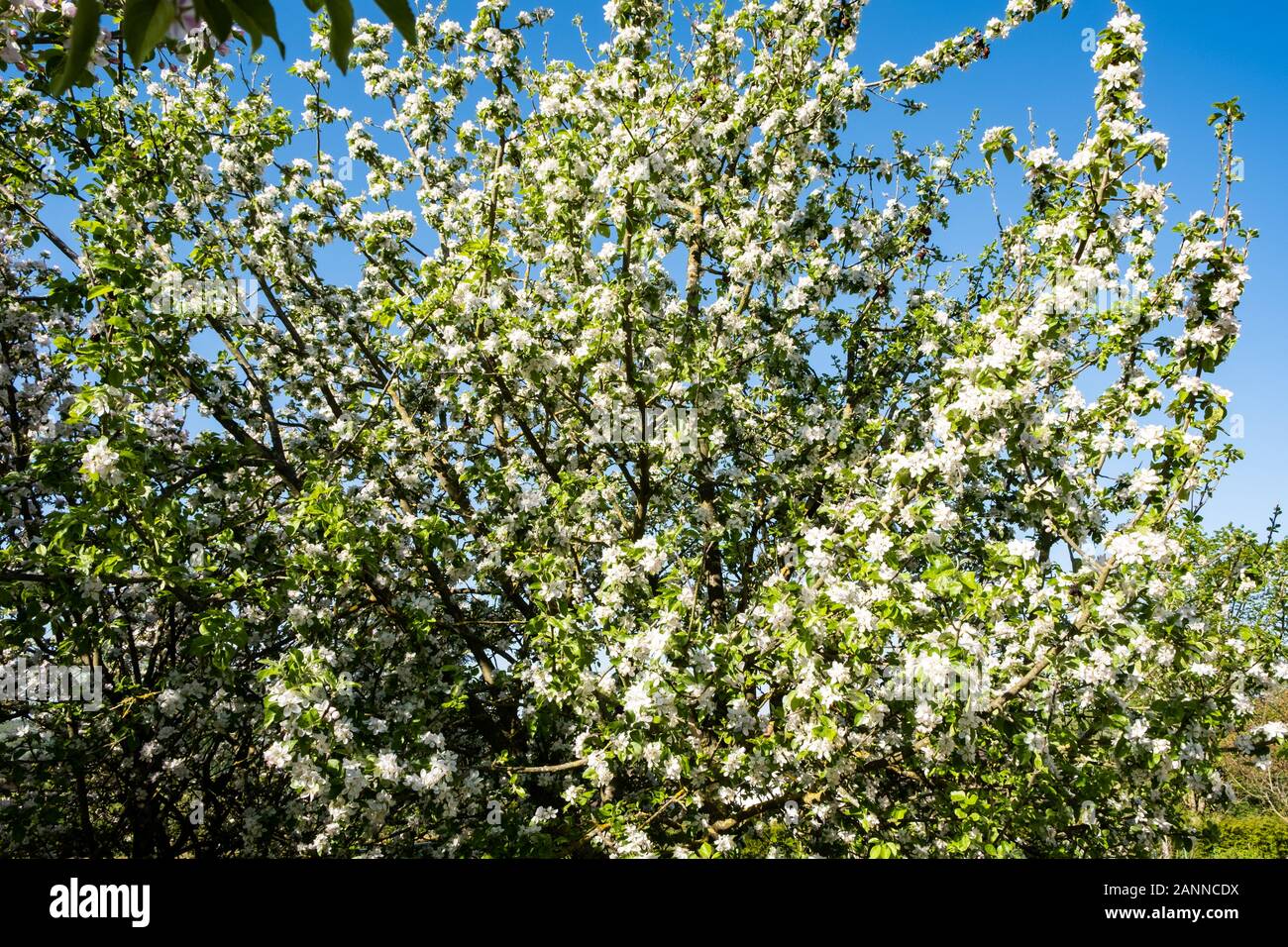 apple orchard in bloom in spring under the sun and blue sky Stock Photo ...