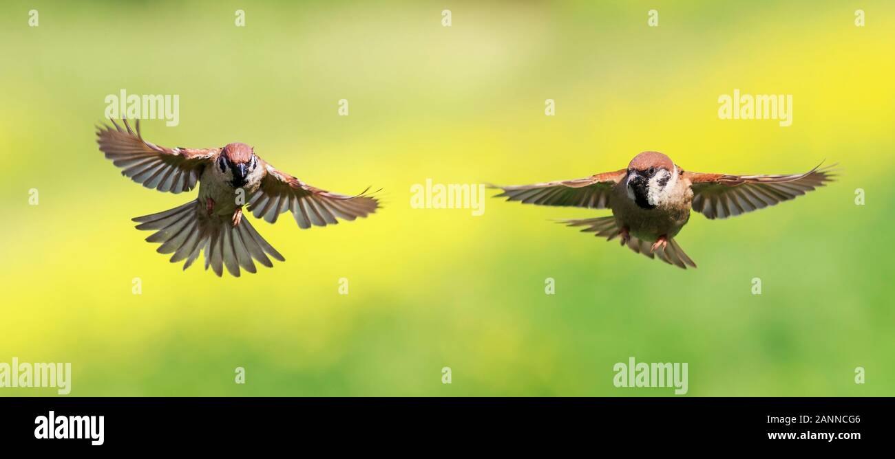 two small Sparrow birds fly wide apart wings in a Sunny garden Stock ...