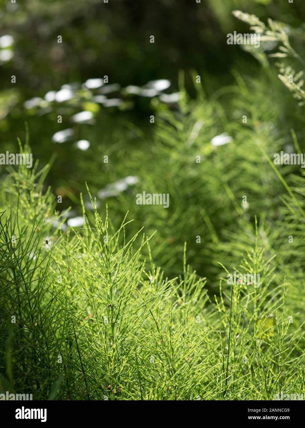 Woodland background hi-res stock photography and images - Alamy
