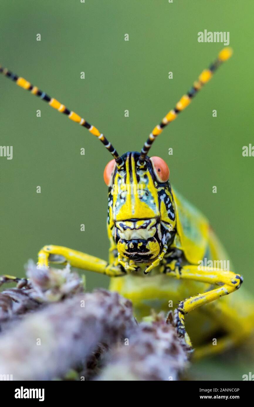 Close up of the head and feelers of an Elegant grasshopper (Zonocerus ...