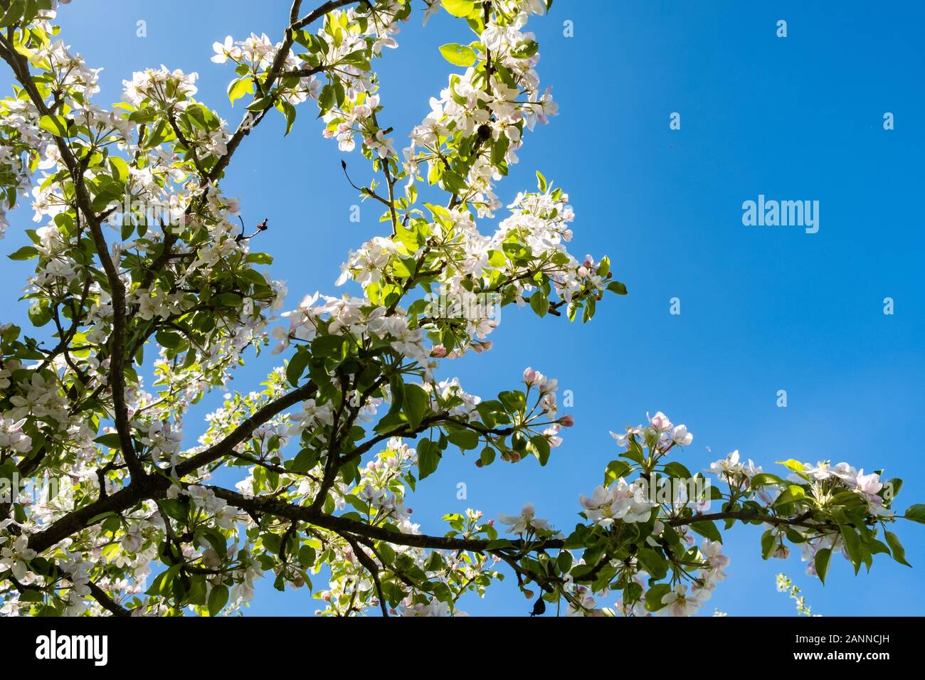 apple orchard in bloom in spring under the sun and blue sky Stock Photo ...