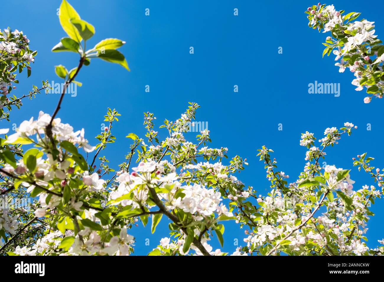 apple orchard in bloom in spring under the sun and blue sky Stock Photo ...