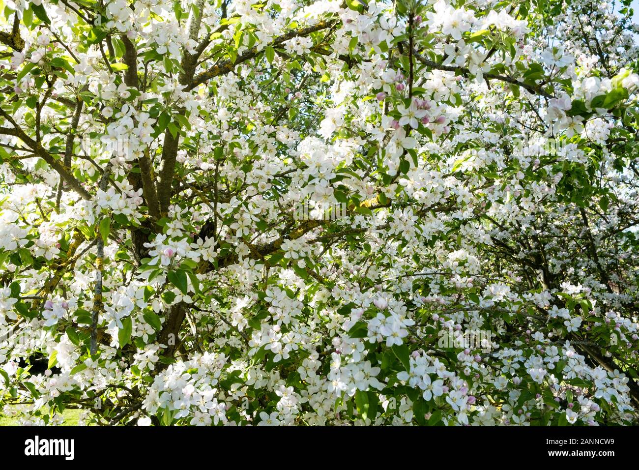 apple orchard in bloom in spring under the sun and blue sky Stock Photo ...