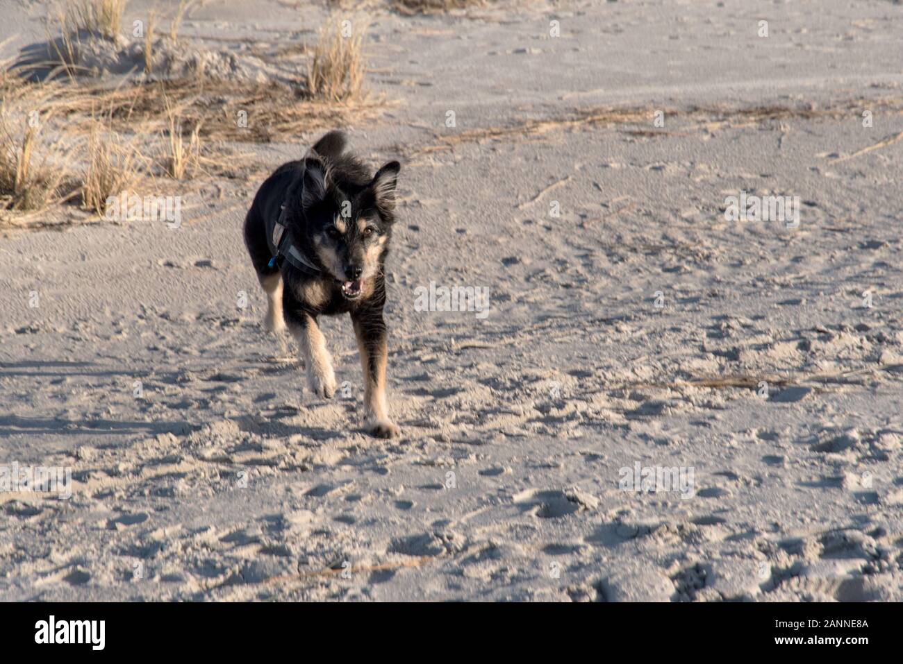 Dog on a North Sea Beach Stock Photo - Alamy