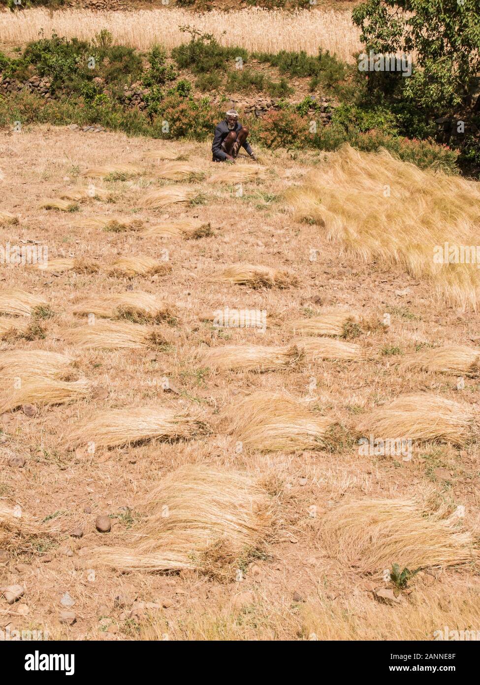 Ethiopian man harvesting cultivated cereal crop by hand, Aksum ...
