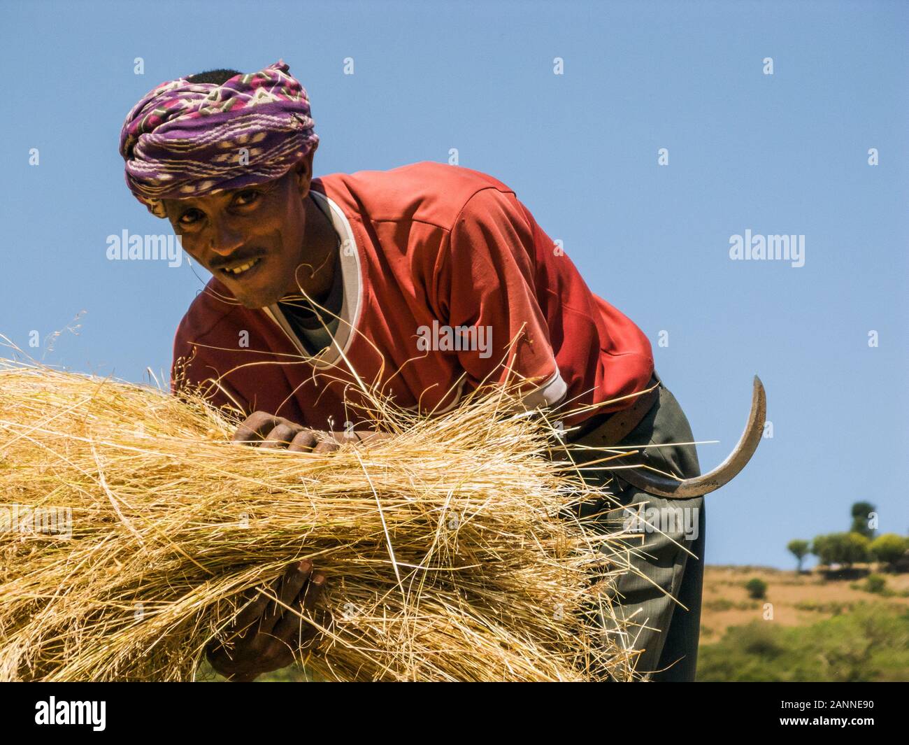 Ethiopian man harvesting cultivated cereal crop by hand, Aksum ...