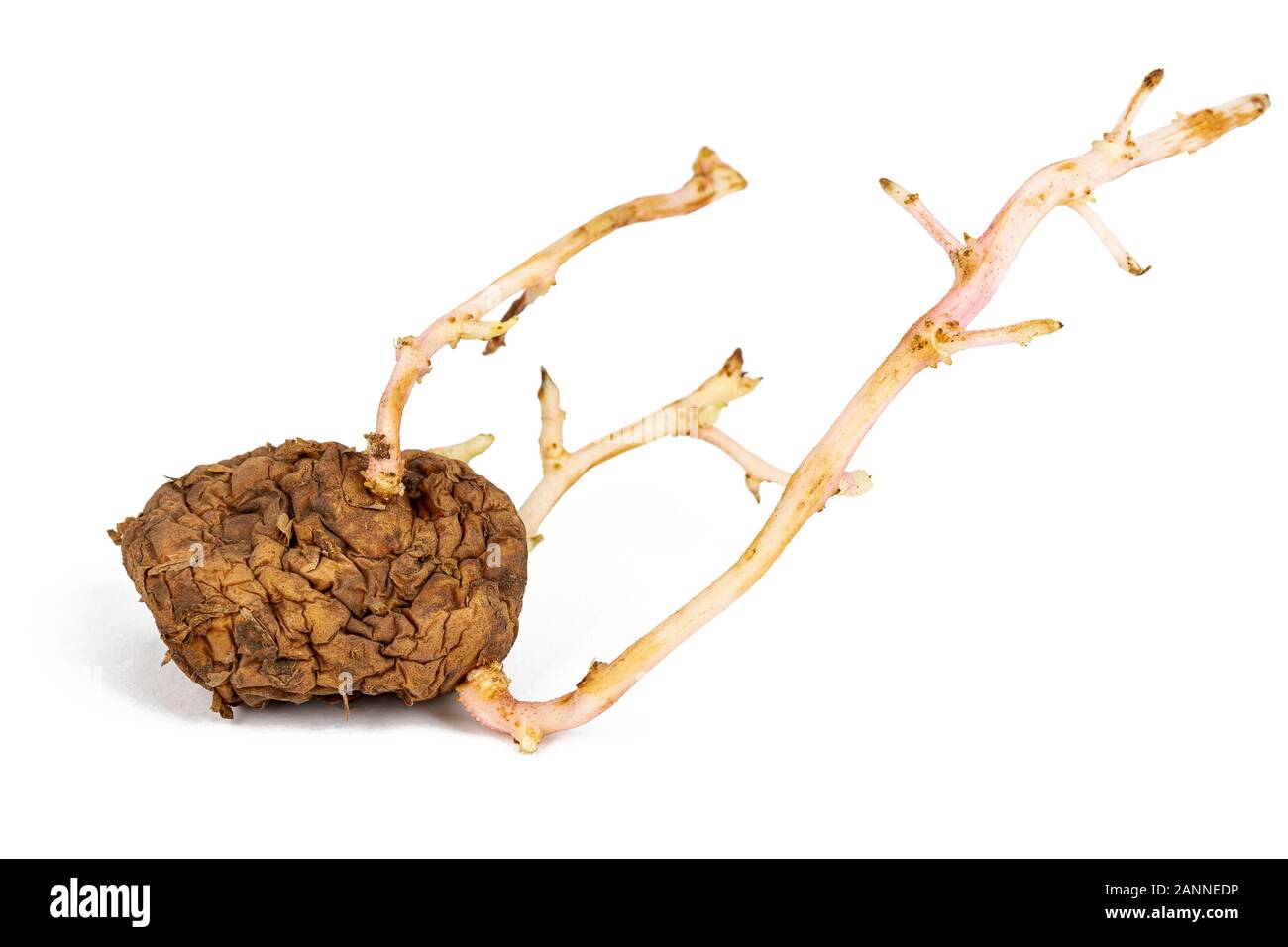 Old germinated yellow potato isolated on white background. Big sprouts ...