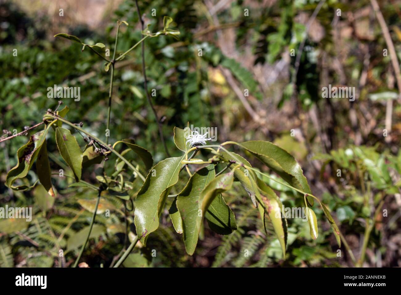 Flatid leaf bug, Madagascar Stock Photo - Alamy