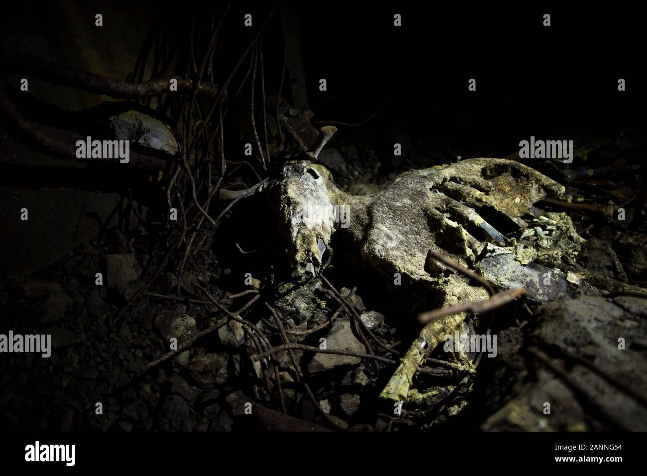 A dead mummified moose in an old military bunker Stock Photo - Alamy