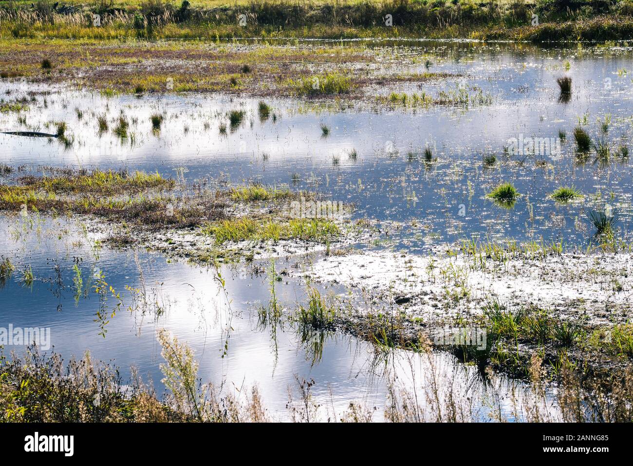 Wetland. Landscape with a view of the swamp Stock Photo - Alamy