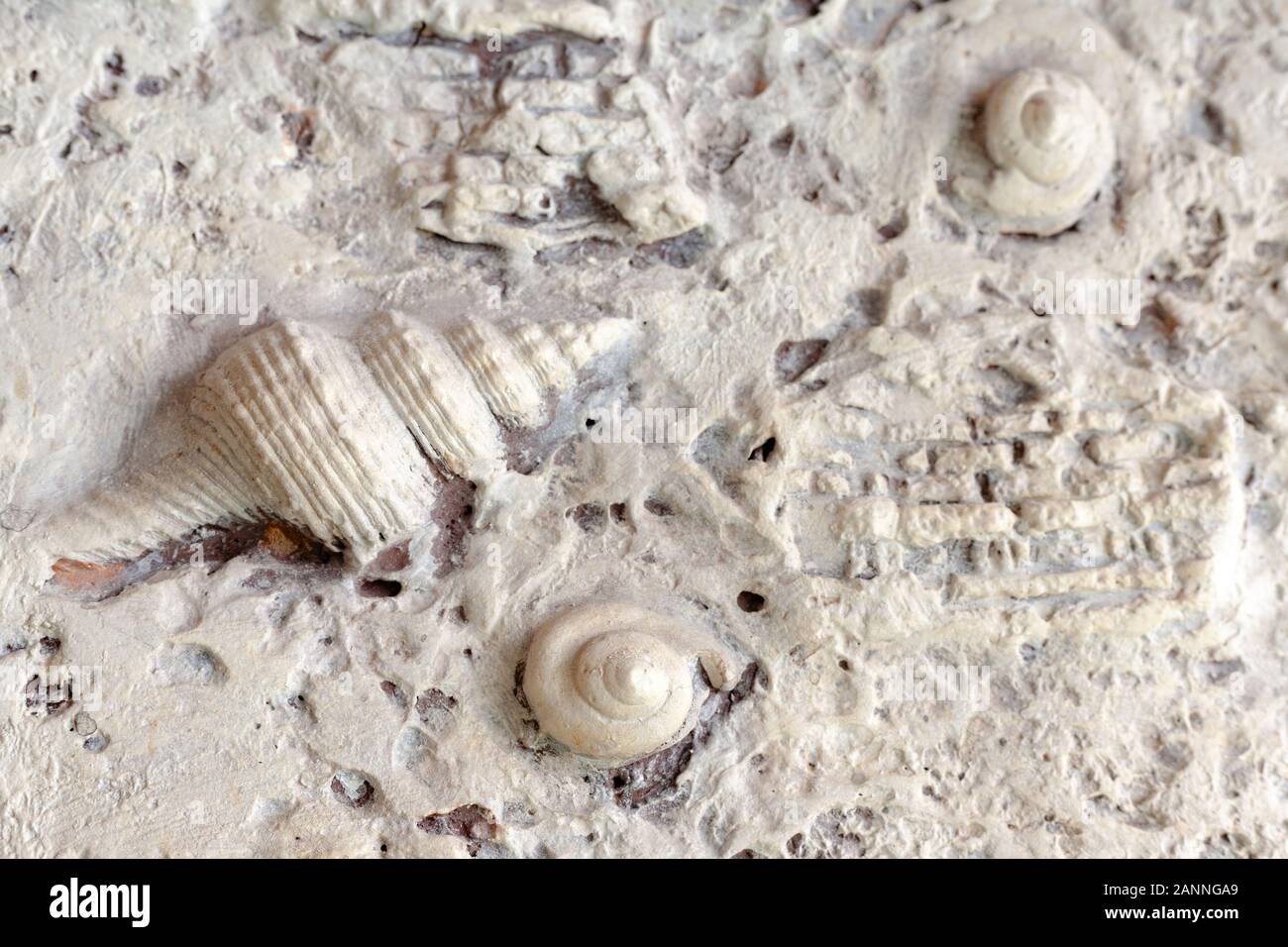 Decorative wall texture marine style. Stock photo close-up texture with ...