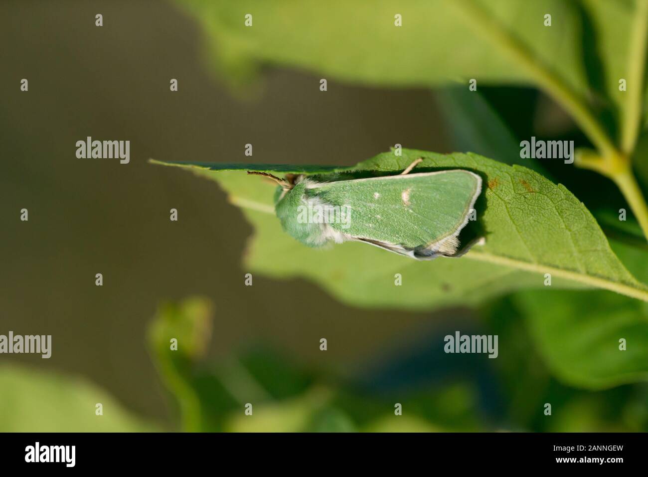 Burren green moth Stock Photo - Alamy