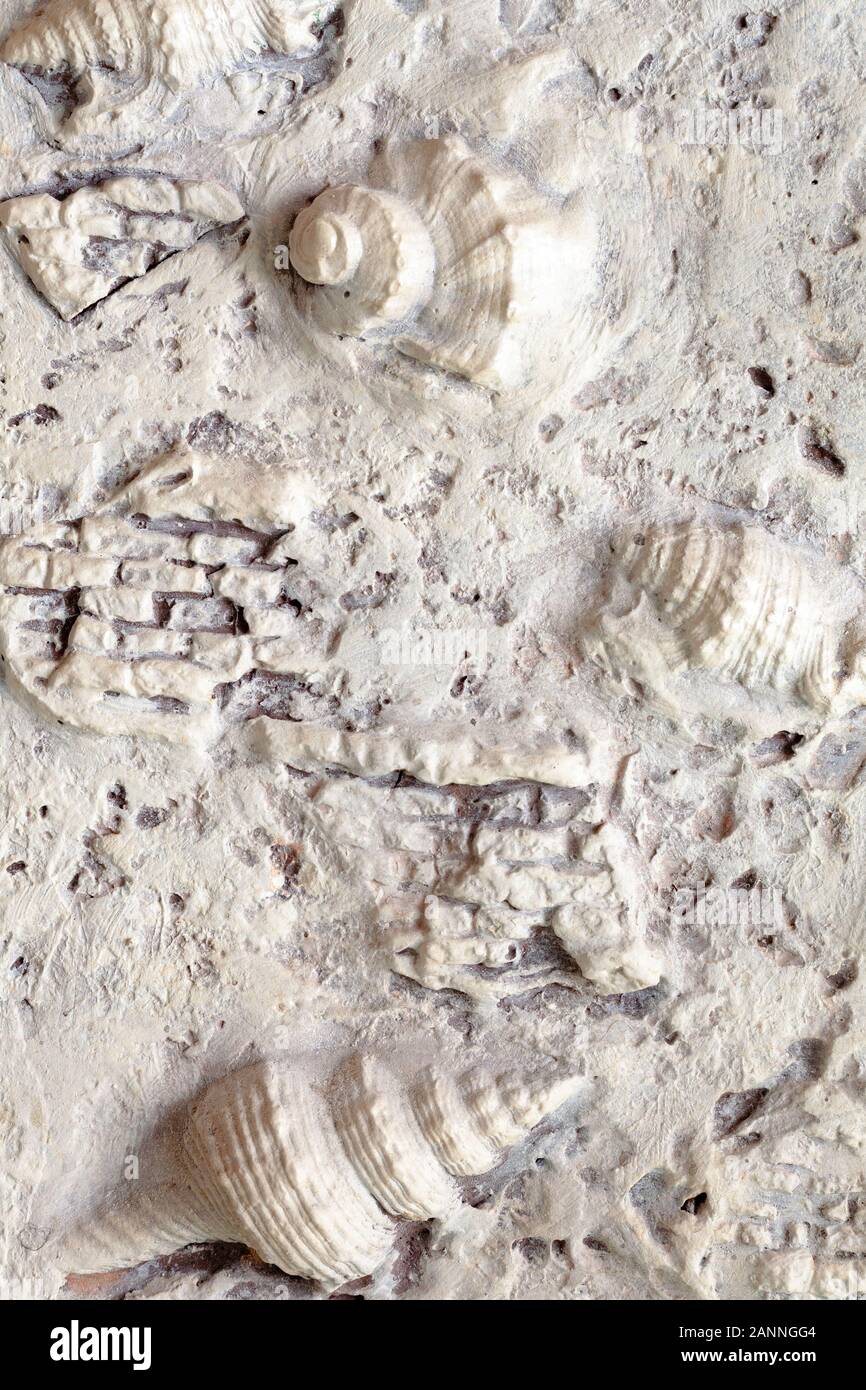 Decorative wall texture marine style. Stock photo close-up texture with ...