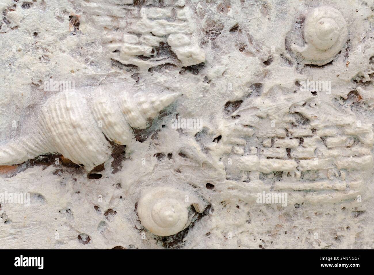 Decorative wall texture marine style. Stock photo close-up texture with ...