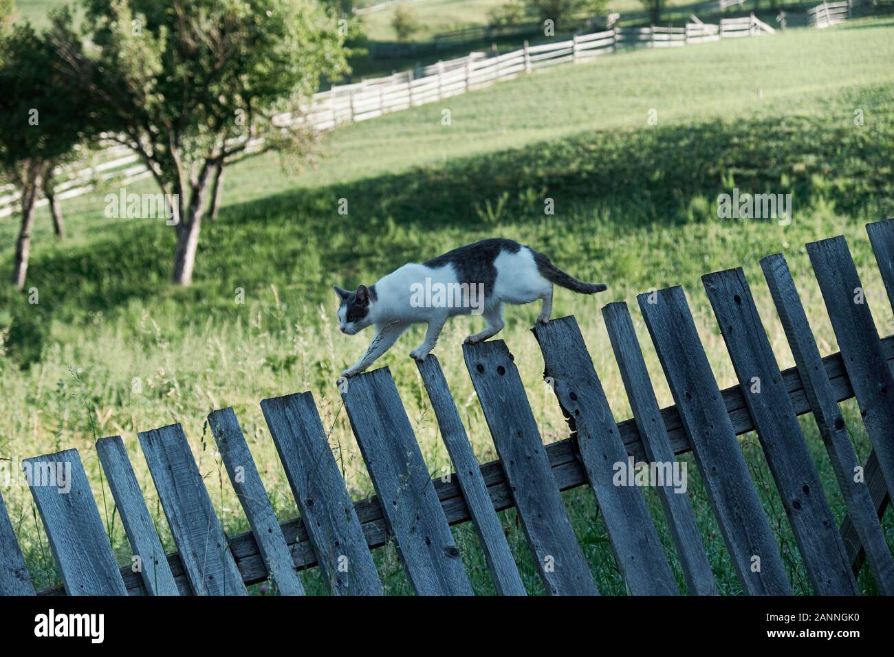 cat balancing on wooden fence Stock Photo - Alamy
