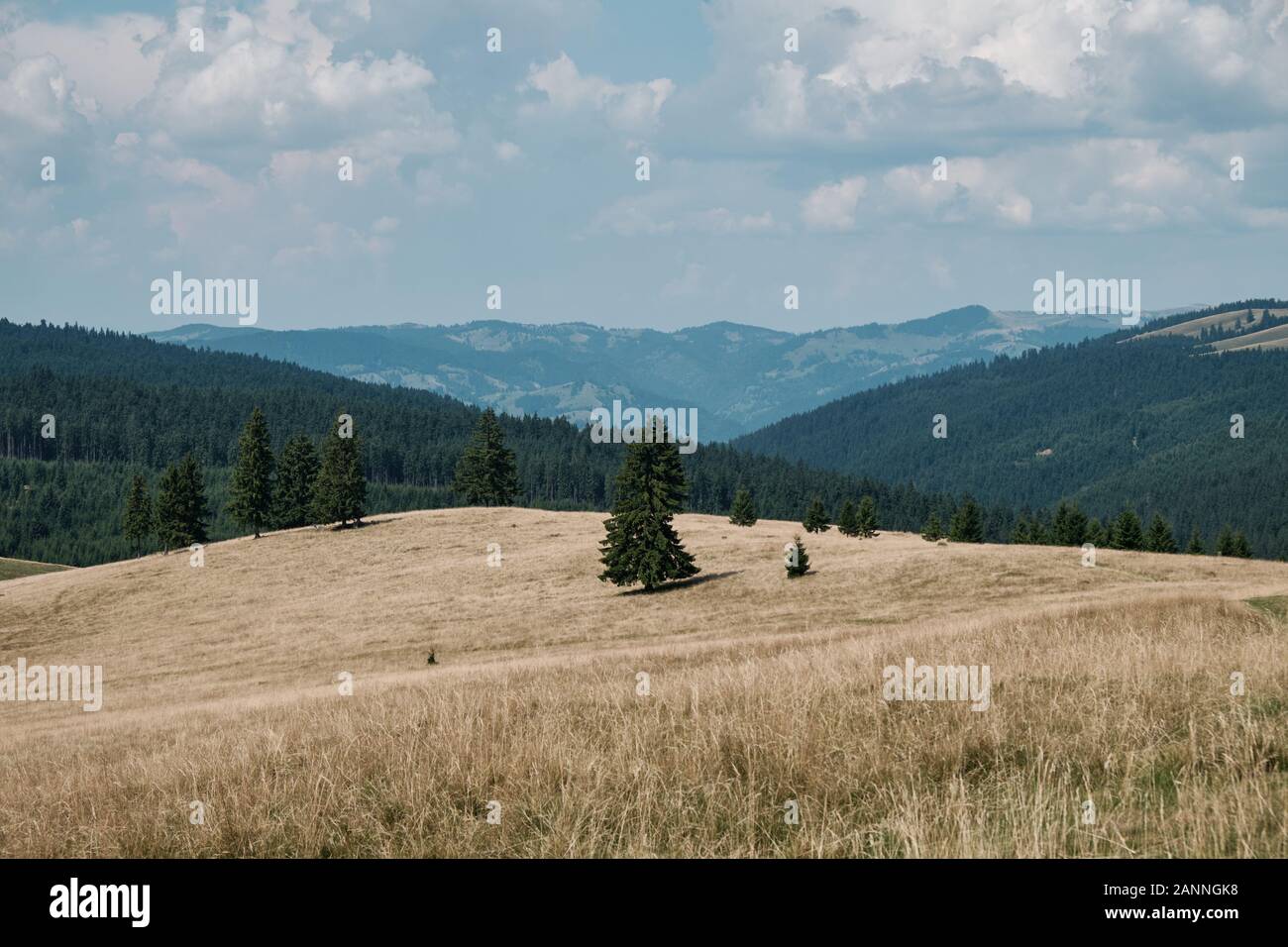 transylvanian landscape, pine trees in the dried grass on the hill ...
