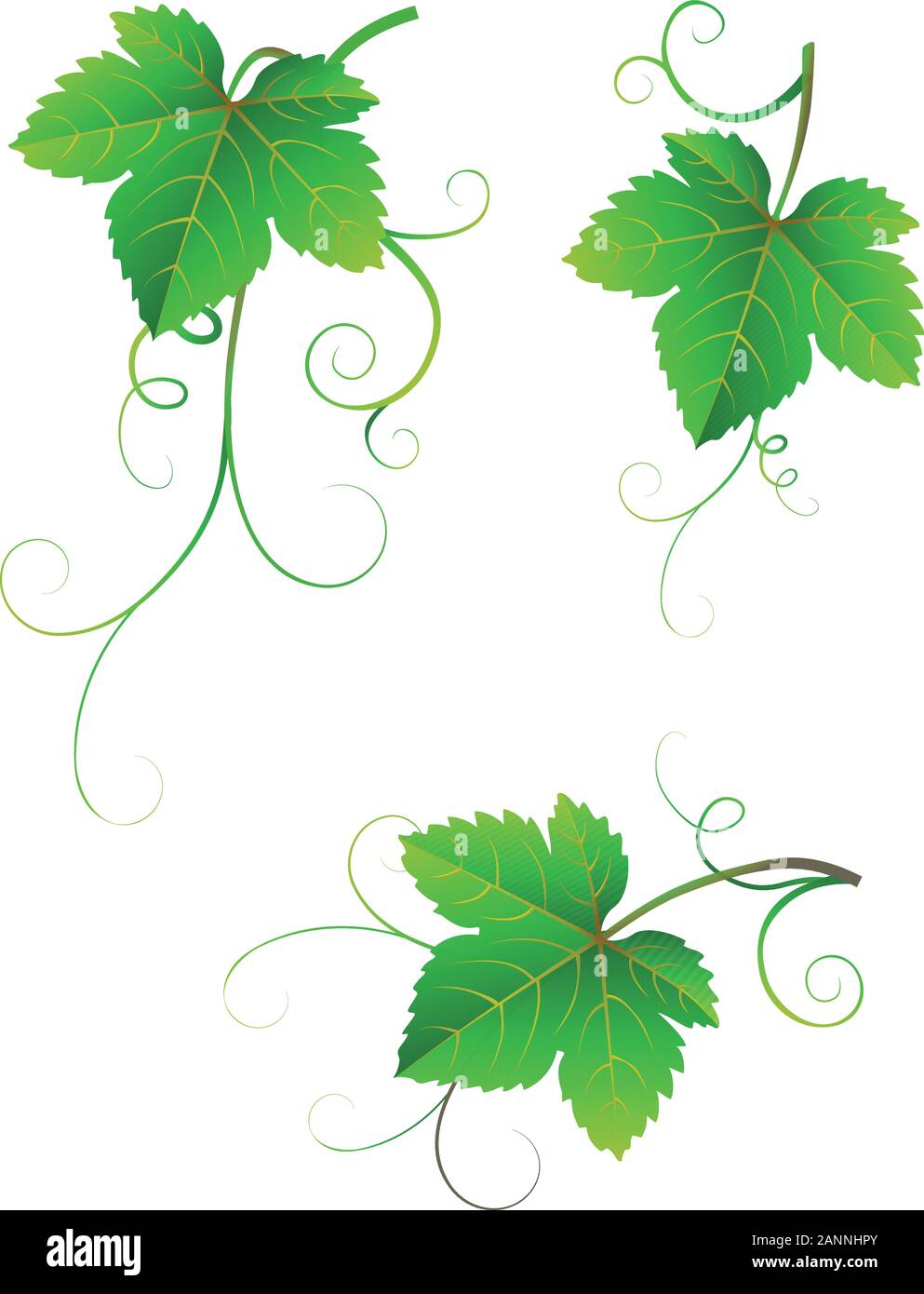Fresh green grape leaves on white background Stock Vector Image & Art ...