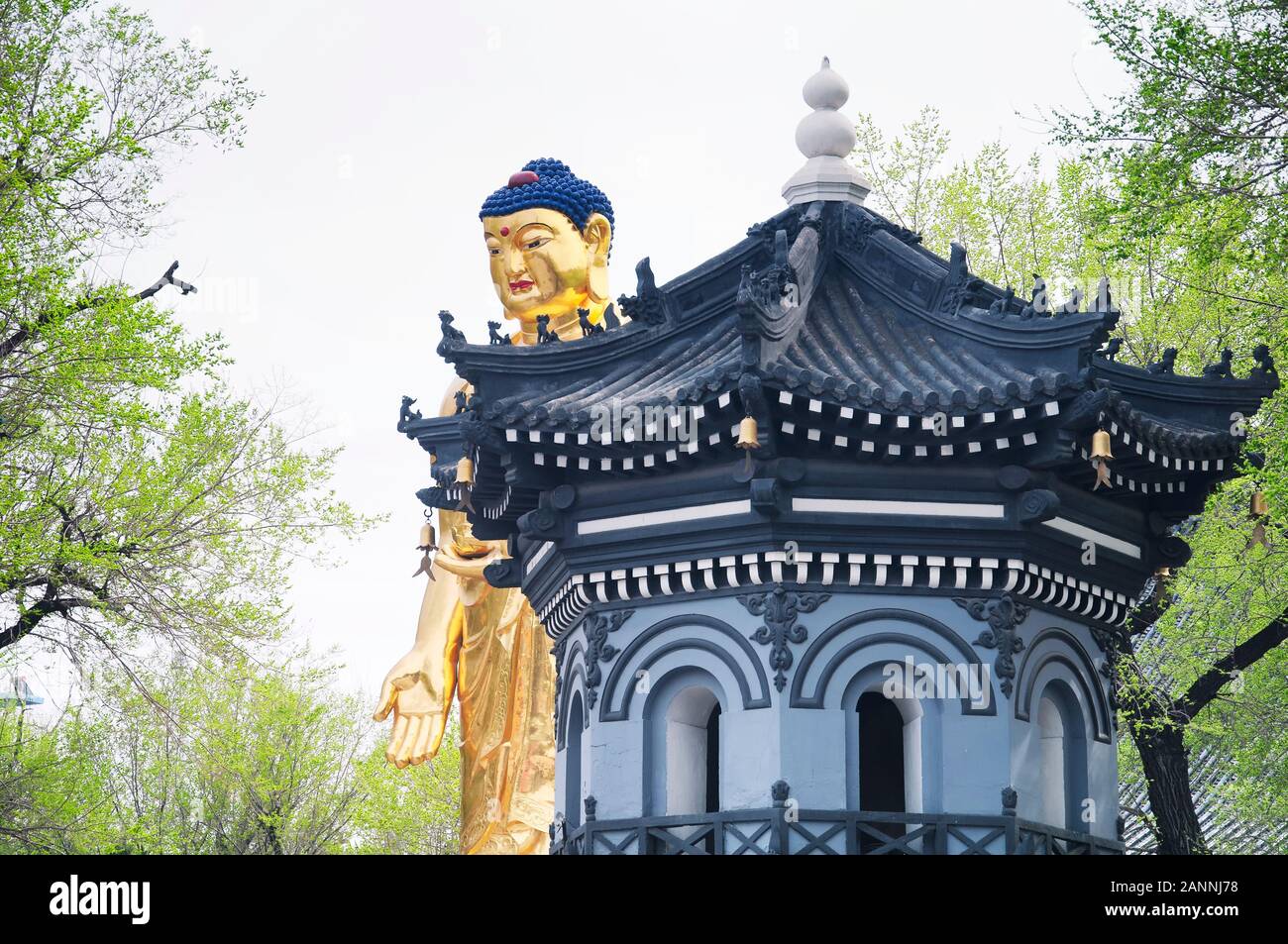 A gold standing buddha statue on a sunny spring day at Jile Temple ...