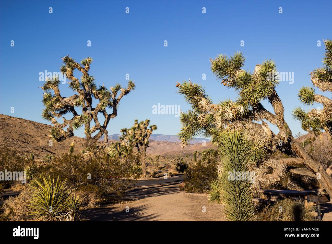 Pathway Between Joshua Trees In High Desert Stock Photo - Alamy