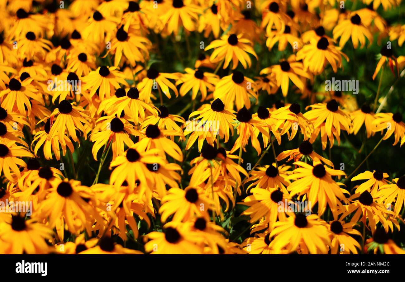 beautiful spring backgrounds Stock Photo - Alamy