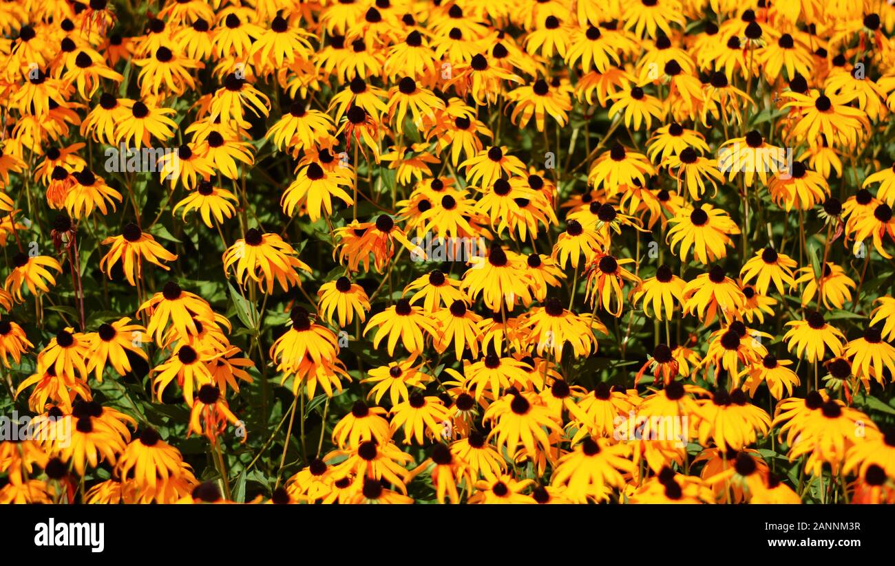 the beautiful spring Stock Photo - Alamy