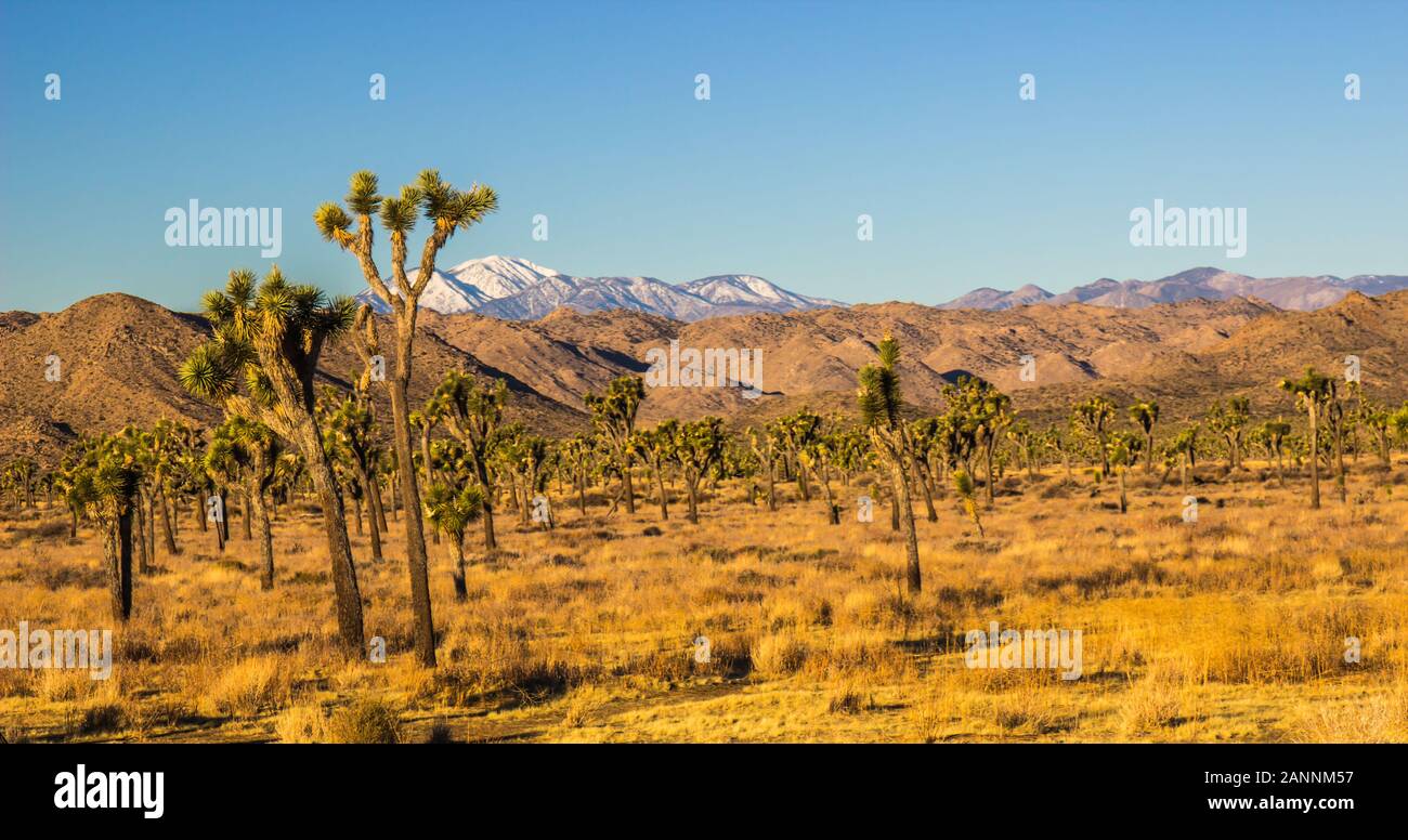 Valley Of Joshua Tree Cactus In High Desert Stock Photo - Alamy