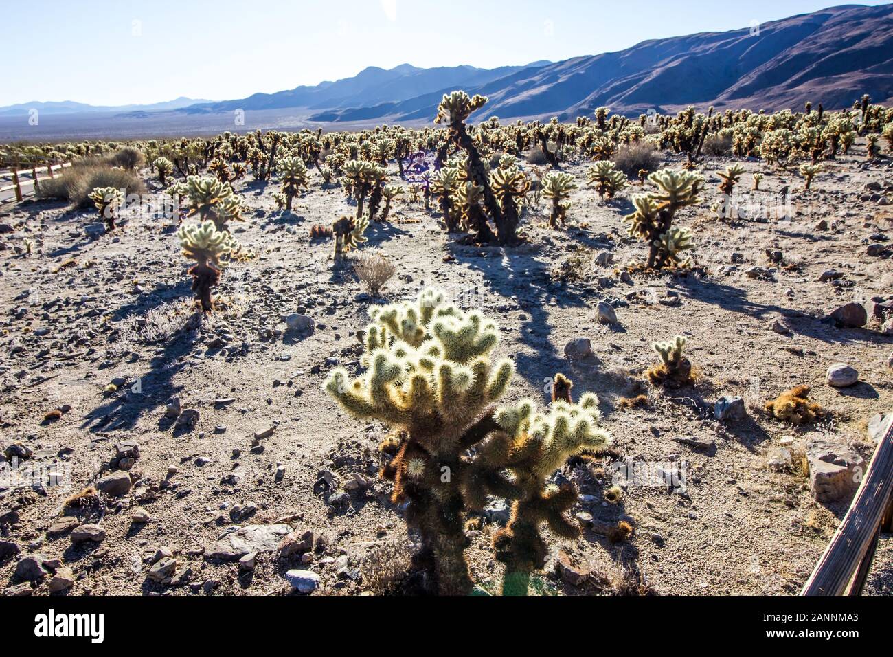 Field Of Cholla Jumping Cactus In Early Morning Light Stock Photo - Alamy
