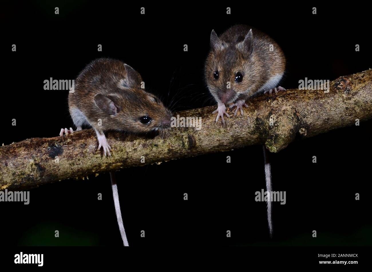 Native mouse hi-res stock photography and images - Alamy