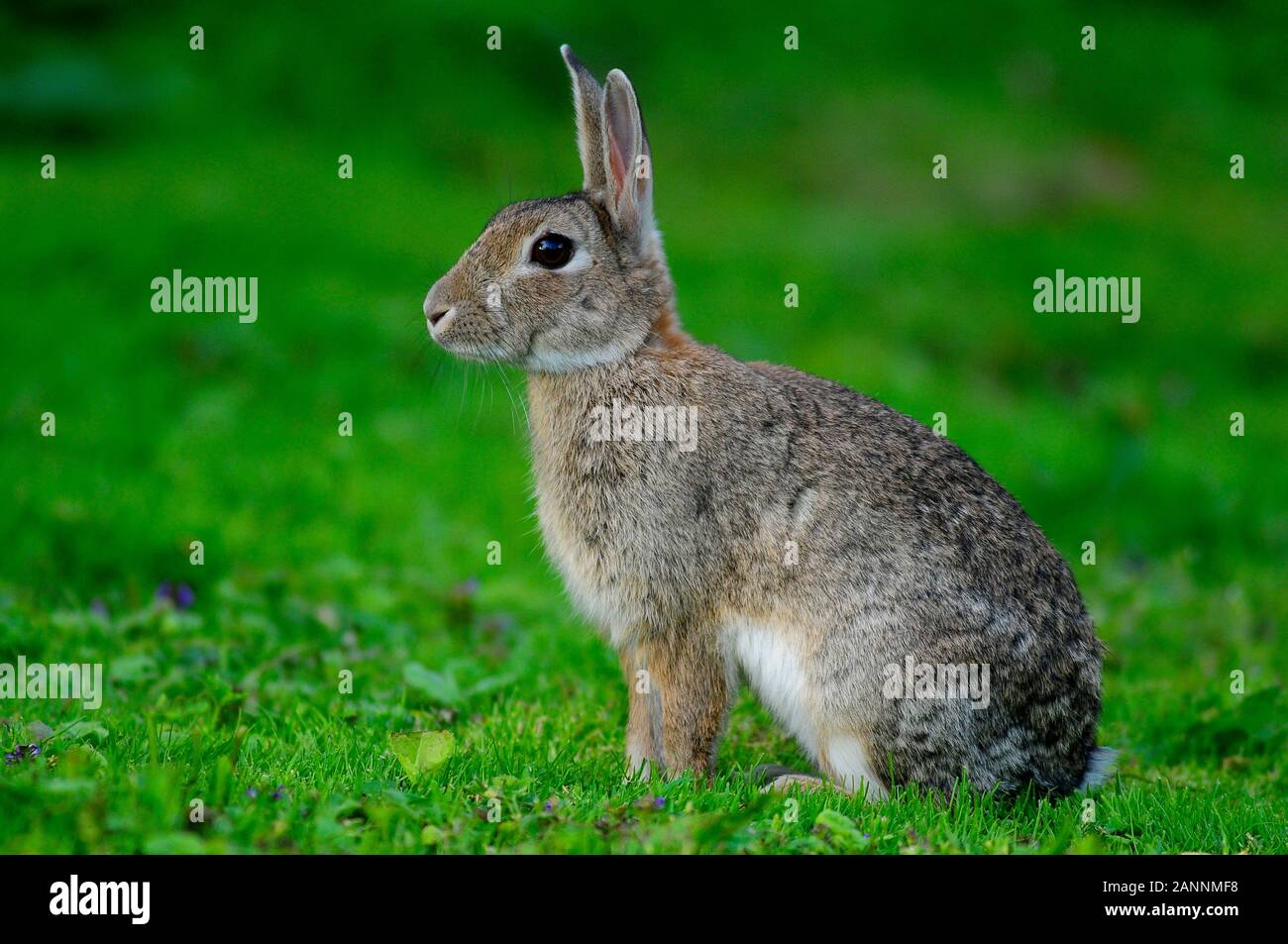 RABBIT Oryctolagus cuniculus Stock Photo - Alamy