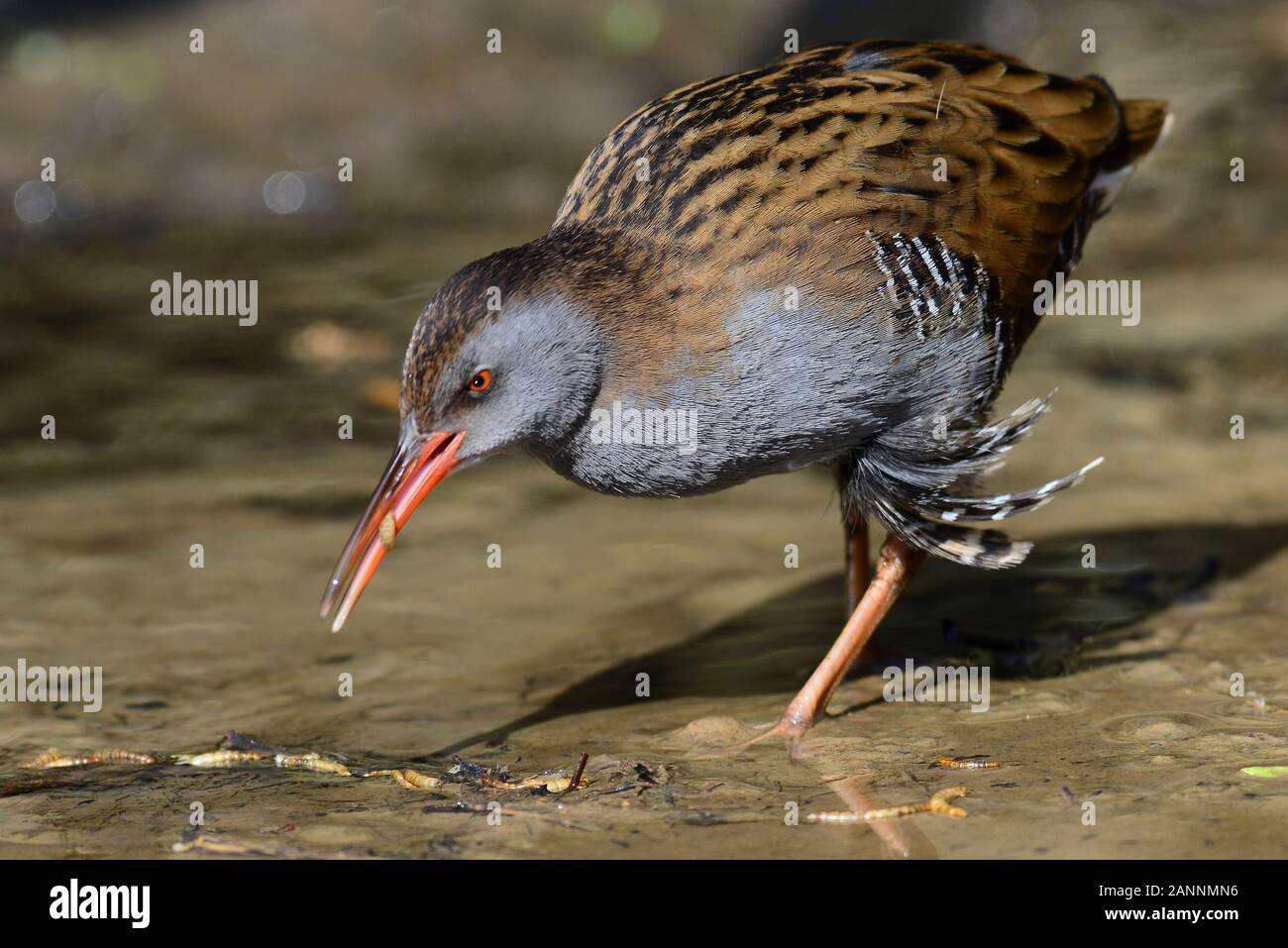 water rail rallus aquaticus Stock Photo - Alamy