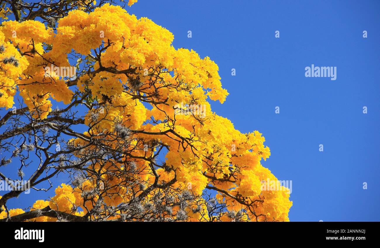 Yellow blossom in spring Tabebuia chrysantha or Araguaney the National ...