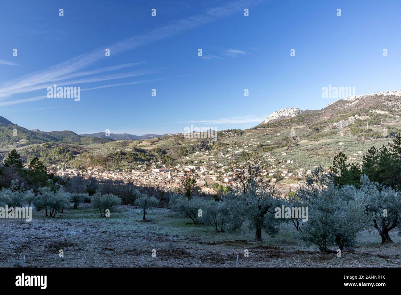 Olive trees keep their shimmery silver leaves throughout the winter in ...
