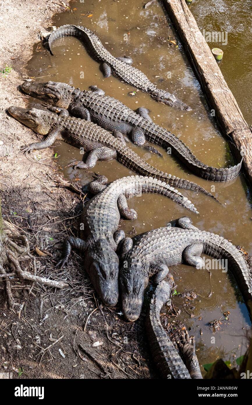 St augustine alligator farm hi-res stock photography and images - Alamy