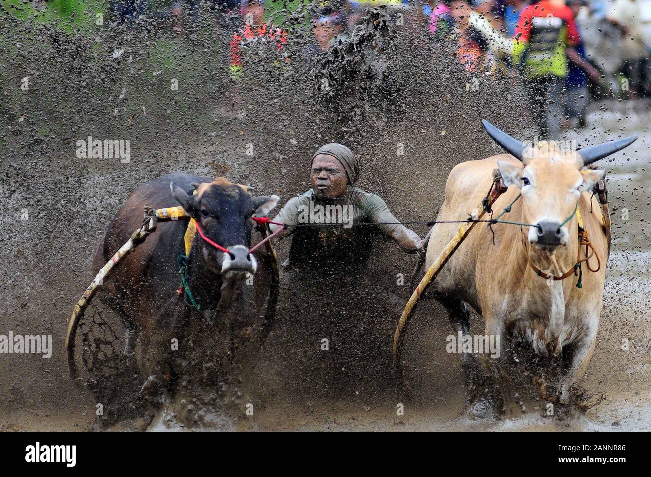 West Sumatera, Indonesia. 18th Jan, 2020. A jockey spurs cows during ...