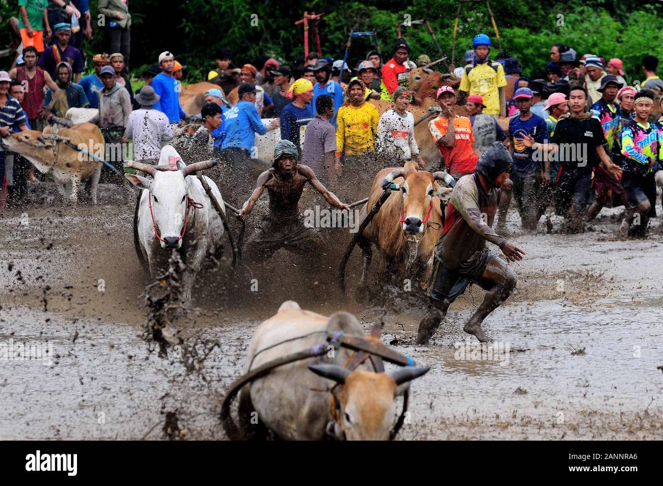 West Sumatera, Indonesia. 18th Jan, 2020. A jockey spurs cows during ...