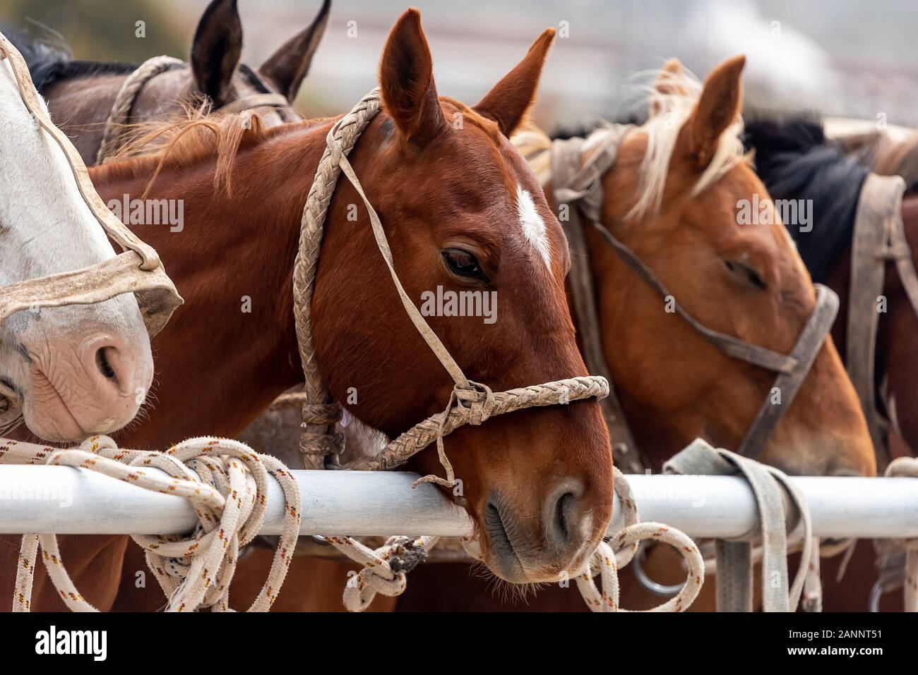 Tethered Horses High Resolution Stock Photography and Images - Alamy