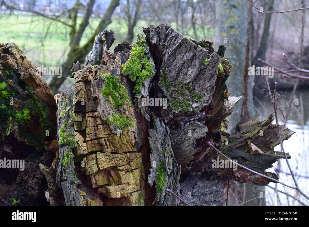Tree stump with advanced Decomposition Stock Photo - Alamy