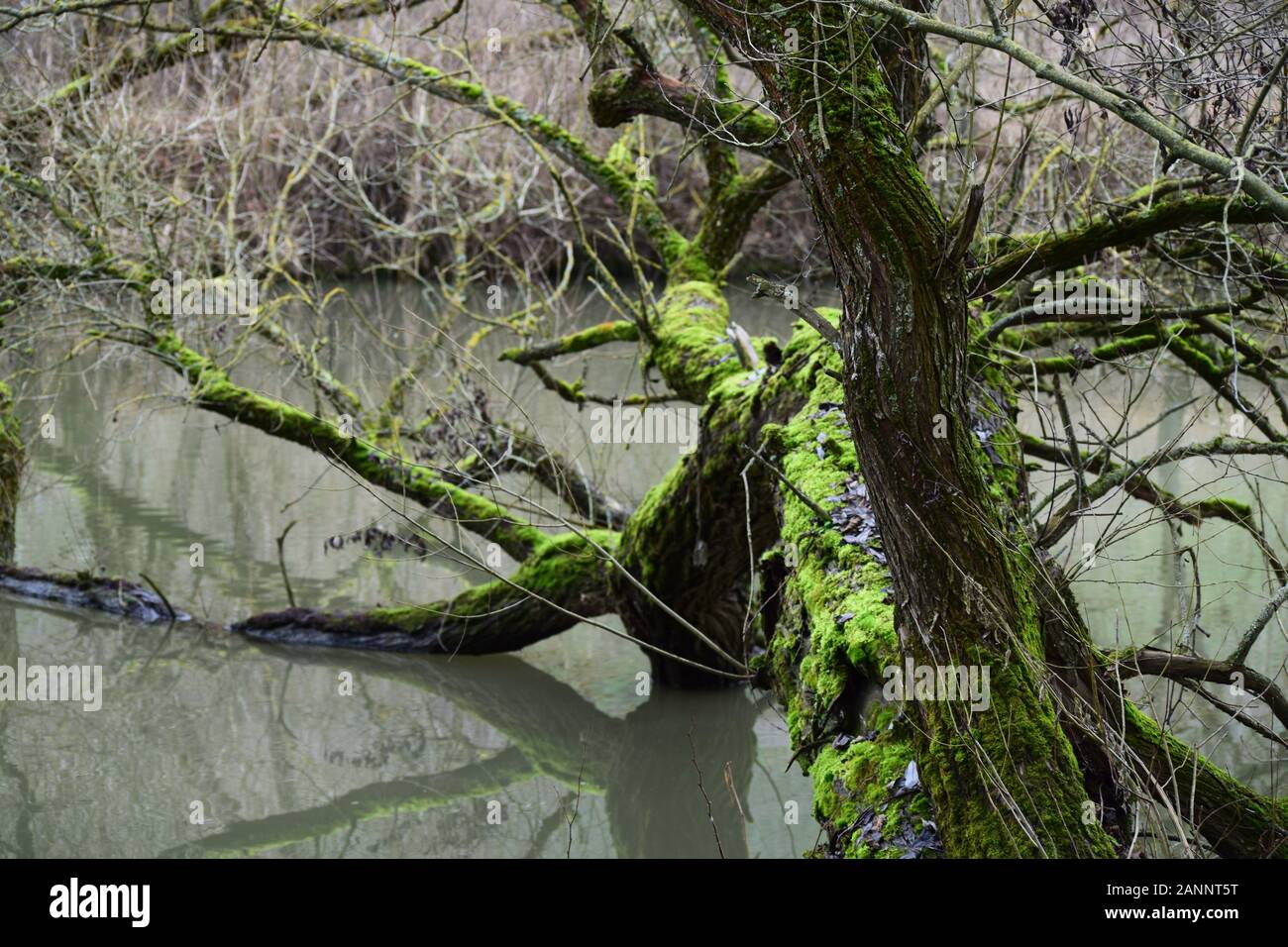 Decayed morbid hi-res stock photography and images - Alamy