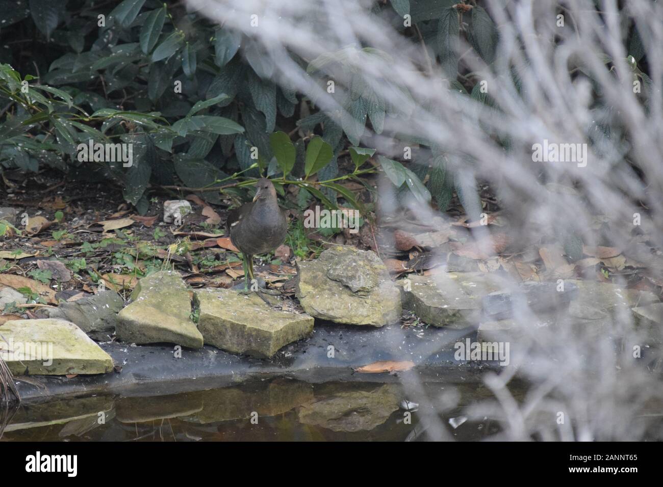 Green footed pond chicken hi-res stock photography and images - Alamy