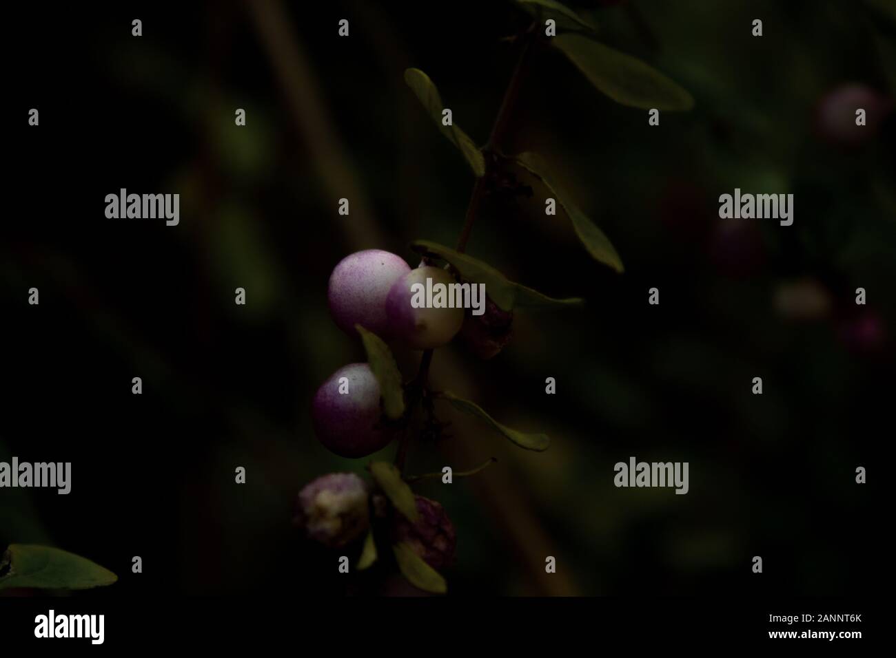 White and Lila fruit of a plant macro Stock Photo - Alamy