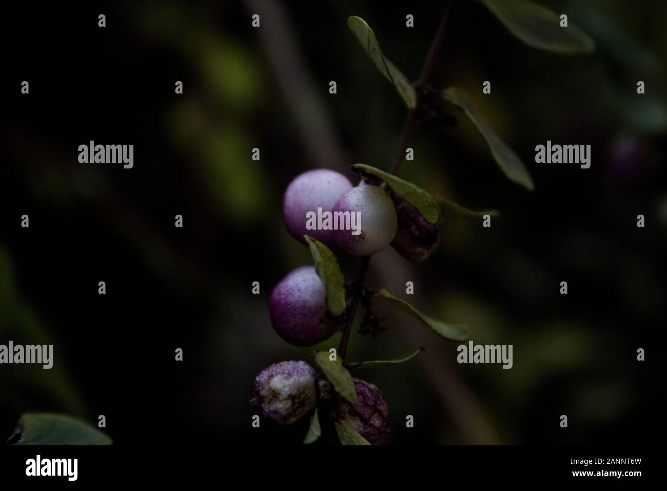 White and Lila fruit of a plant macro Stock Photo - Alamy