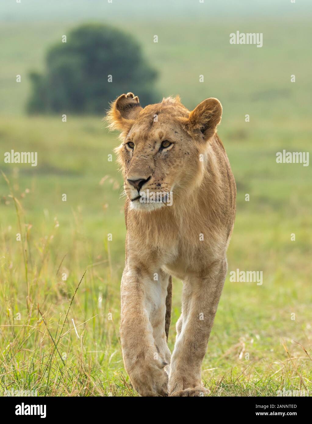 Male lion walking in plains hi-res stock photography and images - Alamy
