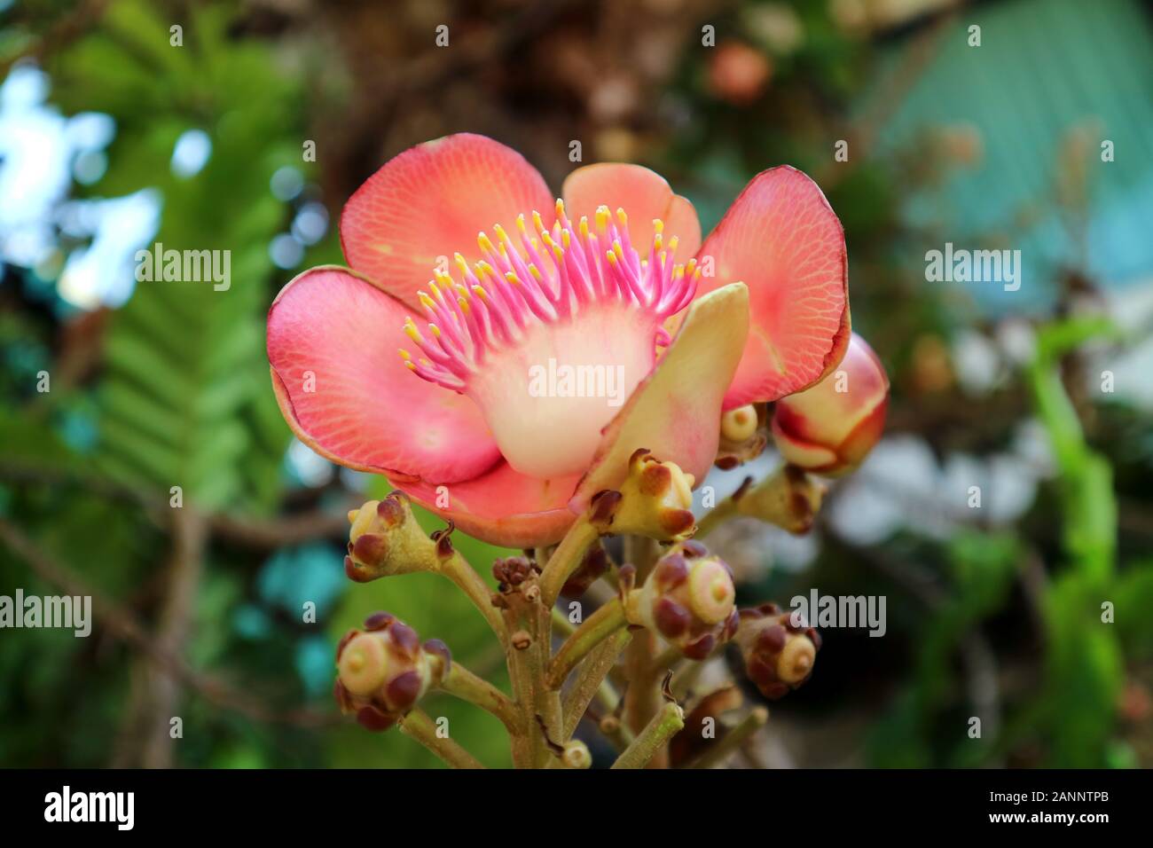 Closeup a Gorgeous Blooming Sal Flower or Shorea robusta Stock Photo ...