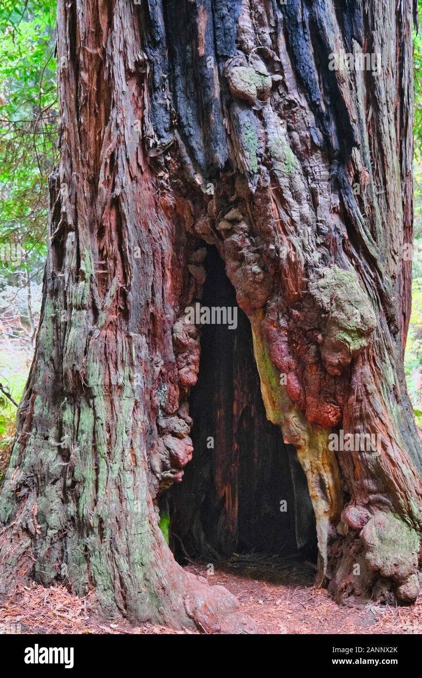 Tall hollow tree hi-res stock photography and images - Alamy