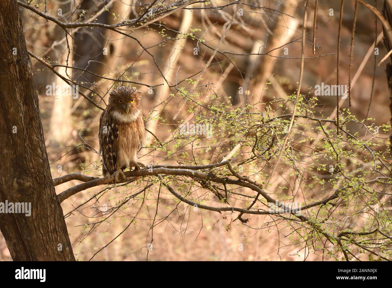 Egg laying fish hi-res stock photography and images - Alamy