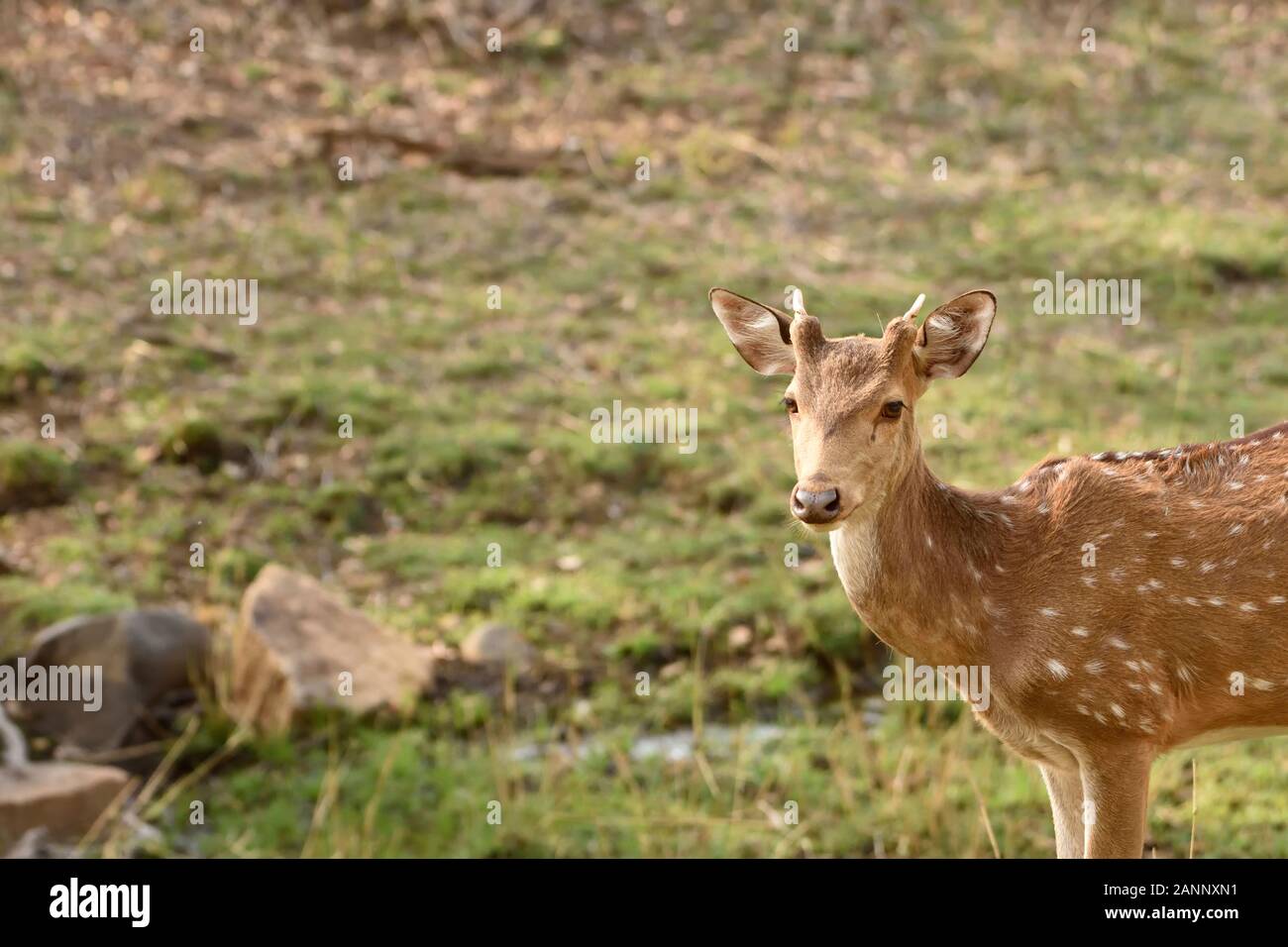 Sub adult spotted deer standing and staring Stock Photo - Alamy